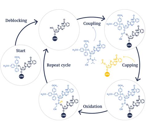 Oligo Chemical Synthesis Custom Oligo Production Eurogentec