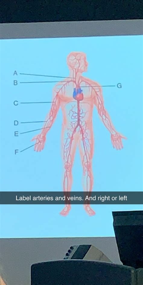 Arteries Diagram Quizlet