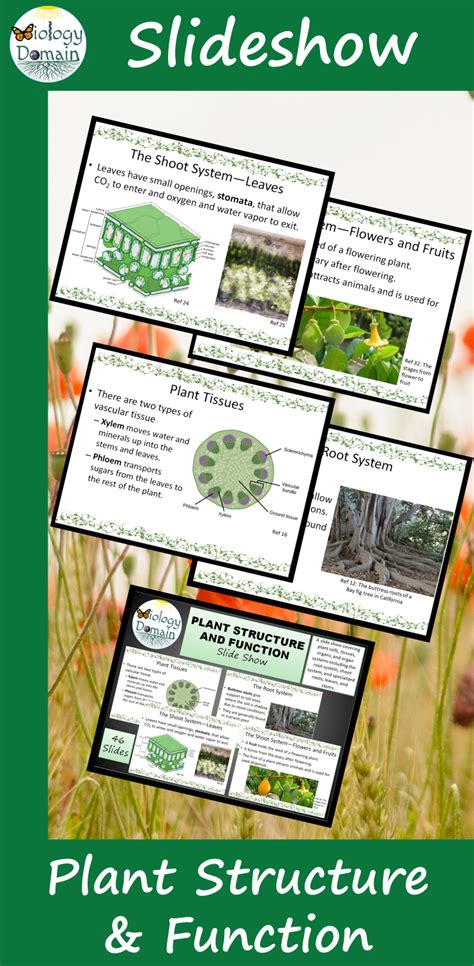 Plant Structure And Function Powerpoint Slideshow Plants Lesson Plans