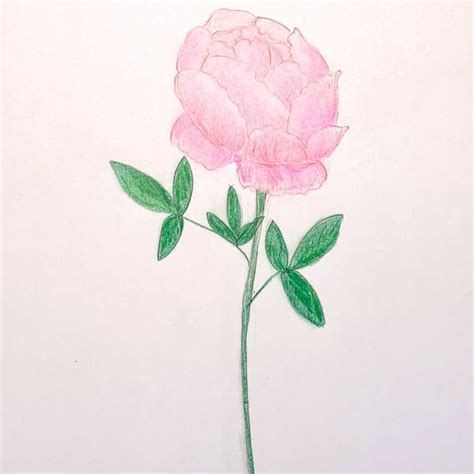 Peony Flower Drawing