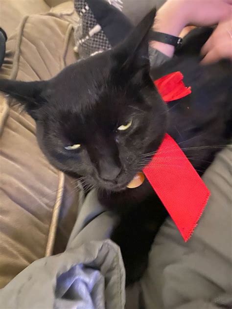 Rona The Christmas Kitty Christmas Cats Kitty Rona