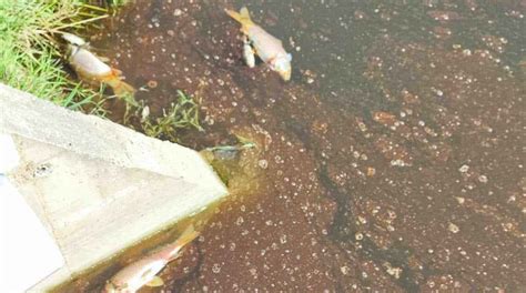 Pribislavec Proveli Istraživanje Riba Je Sigurna Za Jelo Emedjimurjehr