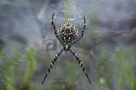 Female Black Yellow Steppes Spider Karakurt By Lexxizm Vectors