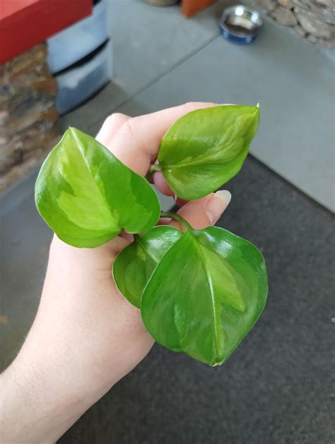 Successfully Proplifted This Beautiful Pothos With Very Faint