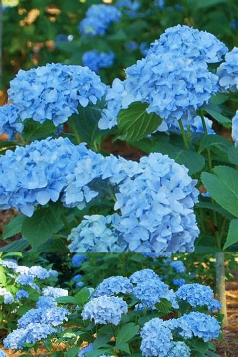 Seamless Shopping Easy Returns On Mini Penny Hydrangea 2 Gallon Pot Purchases At Breeze