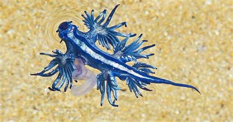 Glaucus Atlanticus The Seas Gorgeous Deadly Blue Dragon