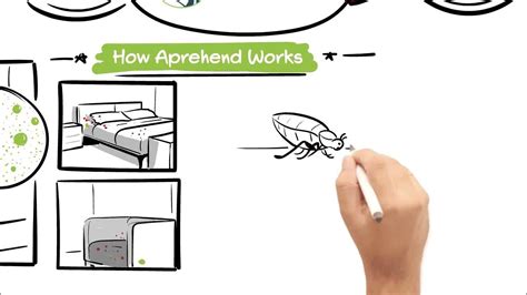 Bay Area Bed Bug Aprehend Treatment Youtube