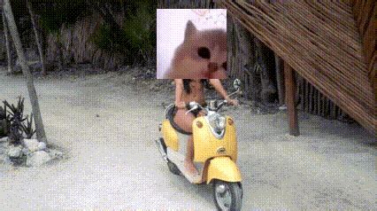 Cat Jamcat  Cat Jamcat Catjam Discover And Share S