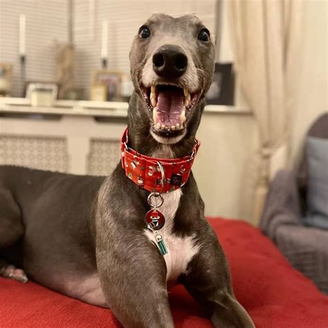 Blue Greyhound Facts About The Rarest Greyhound