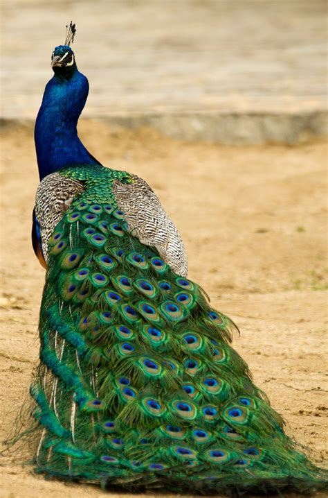 15 Birds With Spectacularly Fancy Tail Feathers Feather Tail Peacock