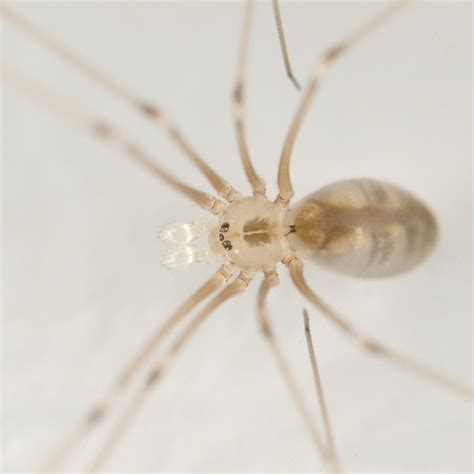 common cellar spiders pholcus