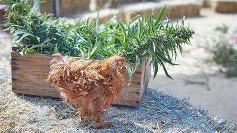 From The French Laundry To Cannabis Aaron Keefer Lands At Sonoma Hills Farm