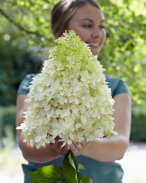 Hydrangea Paniculata Skyfall Bare Roots — Buy Online At Farmer Gracy Uk