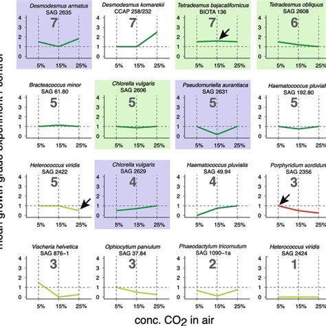 Example Diagrams Showing The 7 Patterns Revealed For The Growth Of