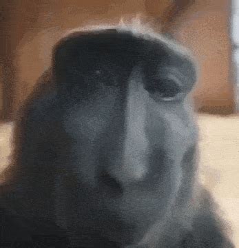 Wrizz Monkey Sigma Close Up  Share And View On Klipy
