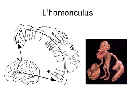 Lexamen Clinique En Neurologie Mail Benjamin Rohautetu Upmc