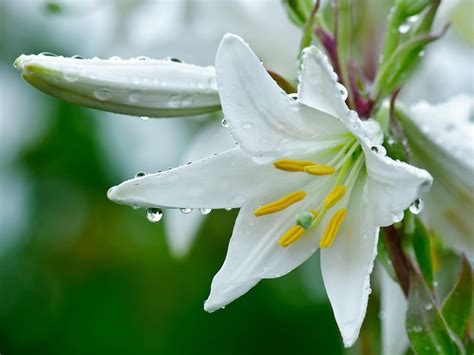 Lily Flower Wallpaper Hd