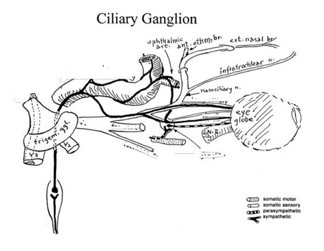 Ciliary Ganglion Diagram Quizlet