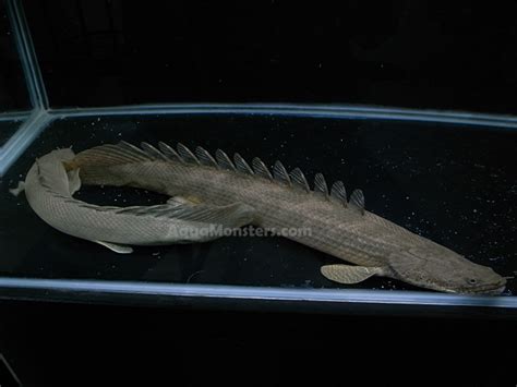 Polypterus Ansorgii 18