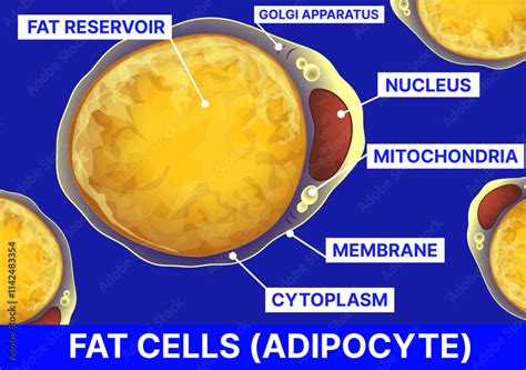 Fat Cells Medical Infographic Educational Infographic Vector