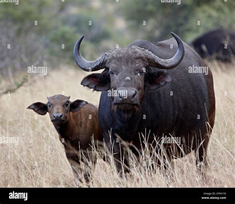 Cape Buffalo African Buffalo Syncerus Caffer Cow And Calf Kruger
