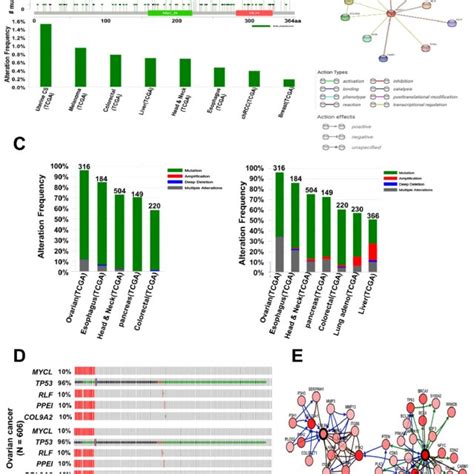 Myc Mutation And Alteration Frequency Analysis In Various Types Of