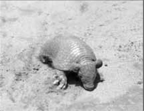 An Adult Female Southern Naked Tailed Armadillo Cabassous Unicinctus Download Scientific