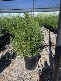 Buy Green Hopseed Bush Phoenix Az Dodonaea Viscosa Three Timbers