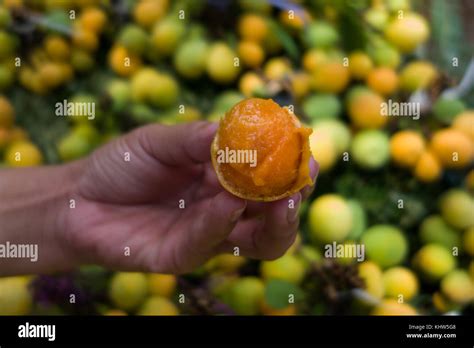 Kuy Willughbeia Edulis Aka Willughbeia Cochinchinensis Est Un Fruit