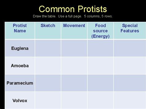 Protists 4 Euglena Amoeba Paramecium Volvox What Is