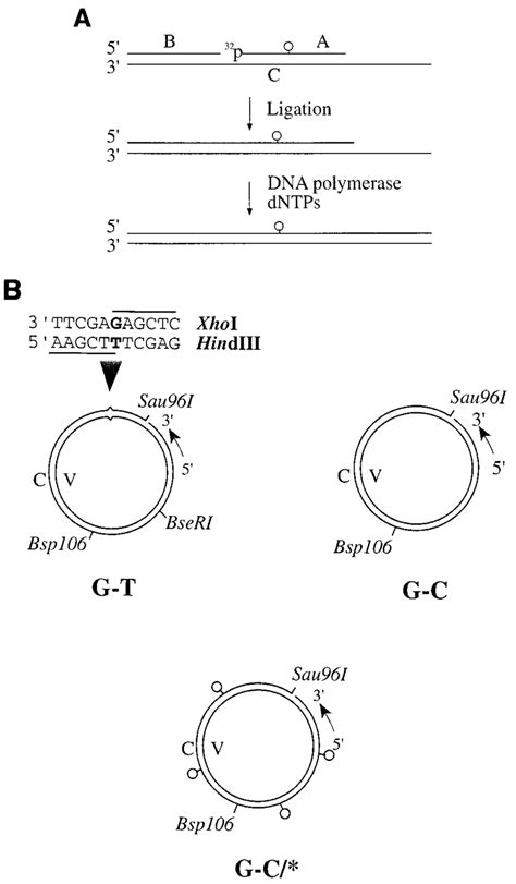 Dna Substrates A Construction Of A 50 Mer Oligonucleotide Containing Download Scientific
