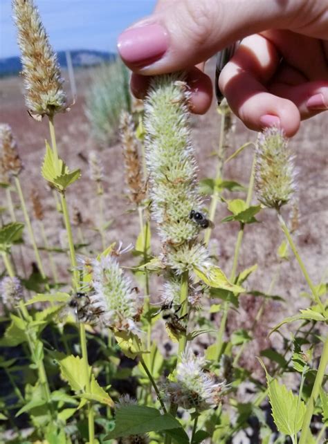Nettleleaf Giant Hyssop Agastache Urticifolia Western Forbs