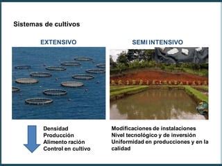 Productos Acuícolas Pdf