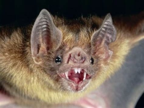 Rabid Bat Discovered In Arlington Heights Arlington Heights Il Patch