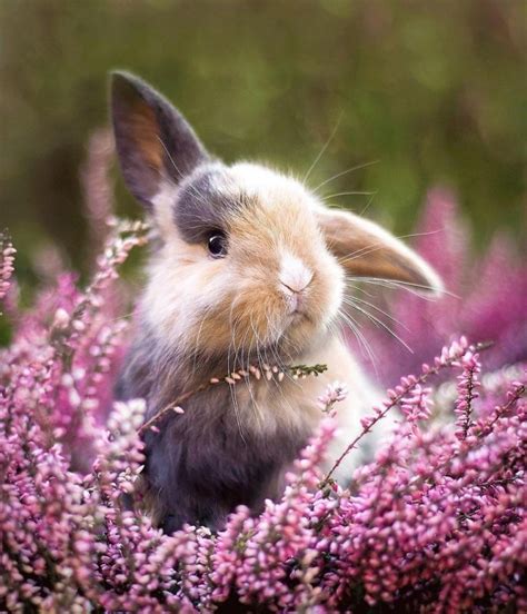 Красивые картинки кролики 55 фото 55 фото
