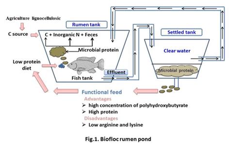 Biofloc Technology Bft In Aquaculture Abesta