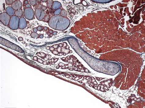 Need Help With Mouse Thyroid Trachea Slides R Histology