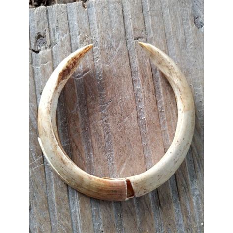 Jual Taring Babi Hutan Asli Ori Shopee Indonesia