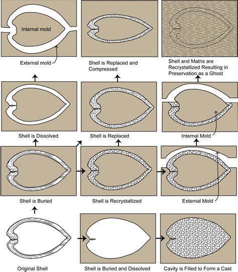 Chapter 6 Fossil Preservation The Story Of Earth An Observational Guide