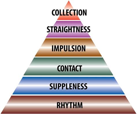 The Dressage Training Scale ‒ For The Rider