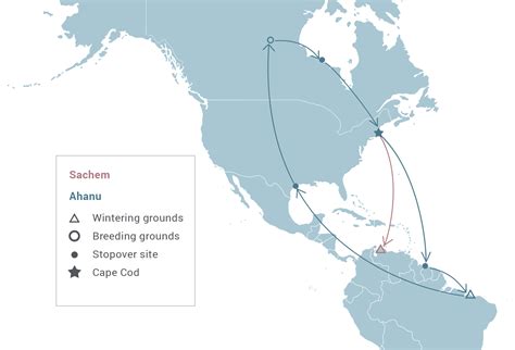 Whimbrel Research And Conservation Manomet Conservation Sciences