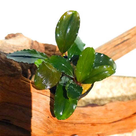 Bucephalandra Pour Aquarium Plantes Rares Et épiphytes