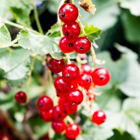 Red Currant Fruit