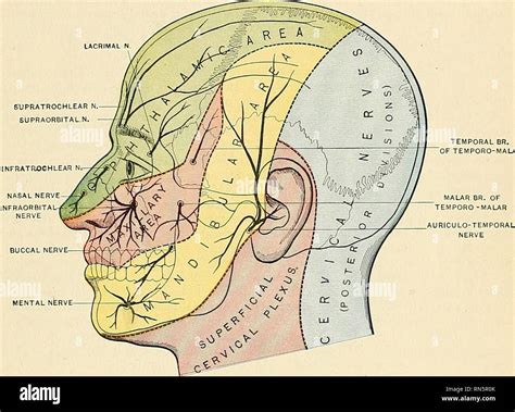 Infraorbital Nerve