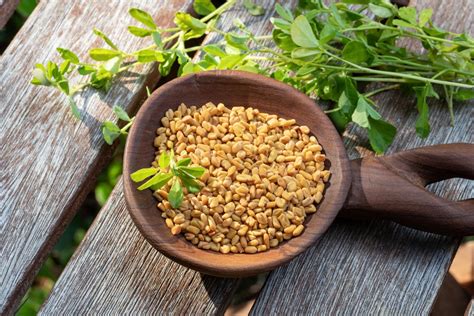 Fenugreek Sowing Effects And Uses Plantura