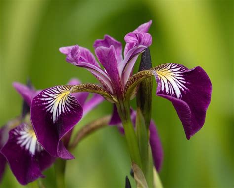 Iris Versicolor Kermesina Blue Flag