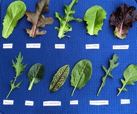 Lettuce Varieties Beginning With B At Lucy Gardiner Blog