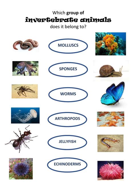 Invertebrates Online Worksheet Artofit