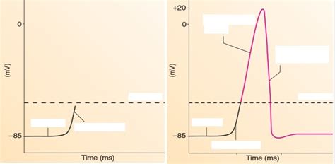 Action Potential Diagram Muscle