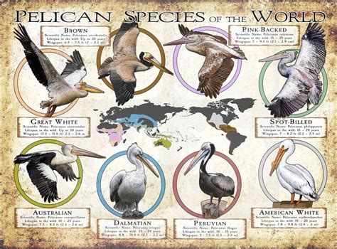 Pelican Poster